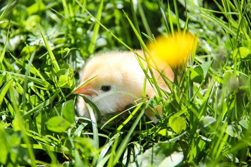 Cute Chickens Freshly Hatched. Spring Chicks Stock Image - Image of ...