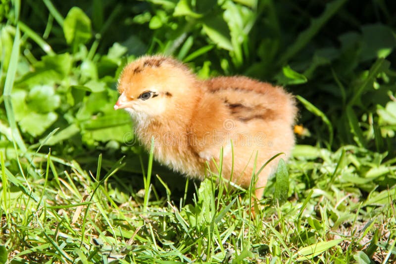 Cute Chickens Freshly Hatched. Spring Chicks Stock Image - Image of ...
