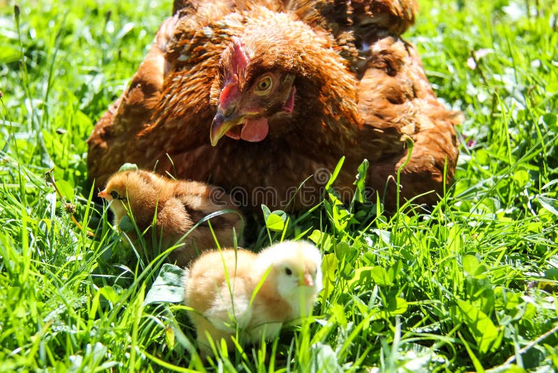 Cute Chickens Freshly Hatched. Spring Chicks Stock Photo - Image of ...