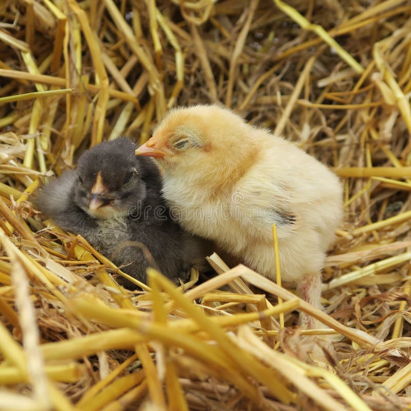 Cute chicks stock photo. Image of beginning, fluff, chicken - 56724370