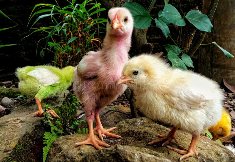 Cute chicks in the morning stock image. Image of rooster - 209861995
