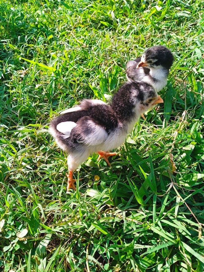 Cute Chicks Playing on Green Grass Stock Photo - Image of cute, playing ...