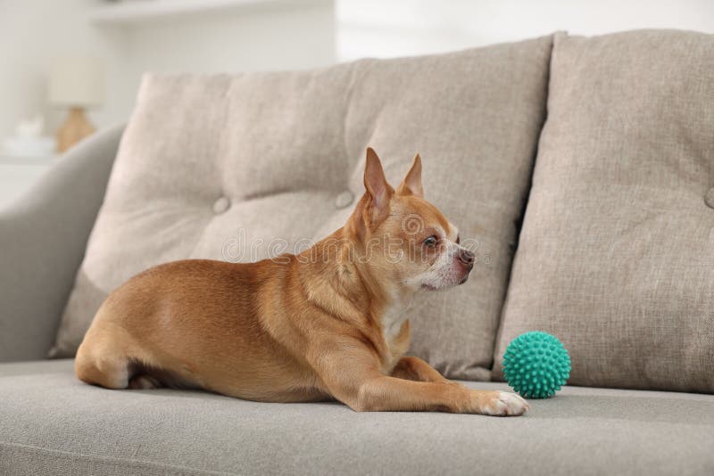 Cute Chihuahua Dog with Toy on Sofa Stock Photo - Image of living, life: 382781718