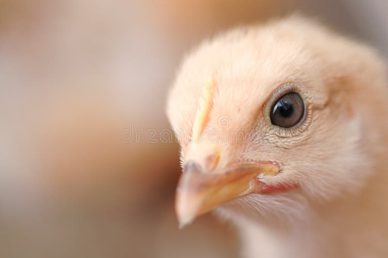 9,719 Chiken 1404 Stock Photos - Free & Royalty-Free Stock Photos from ...