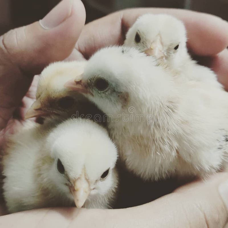 Cute Chiks stock image. Image of born, cute, chicks - 228175261