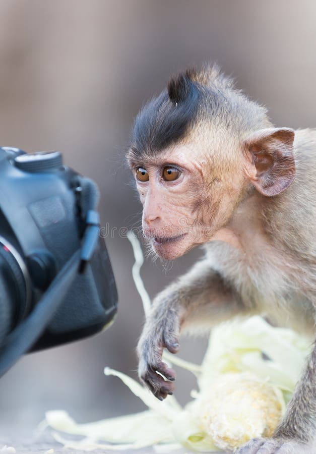 Cute Child Monkey Looking Camera Stock Image - Image of monkey, macaca ...