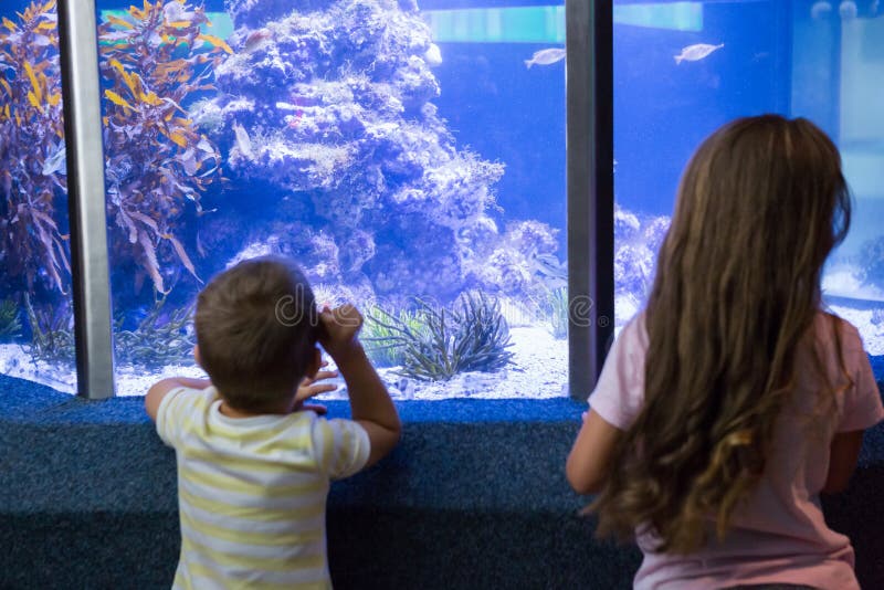 Cute Children Looking at Fish Tank Stock Image - Image of curiosity ...