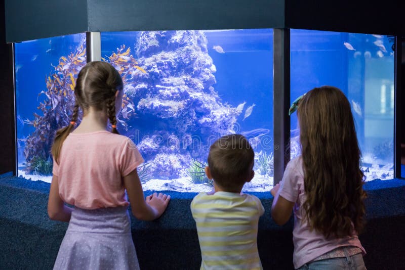 Cute Children Looking at Fish Tank Stock Image - Image of learning ...