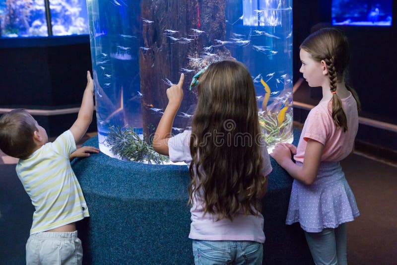 Cute Children Looking at Fish Tank Stock Photo - Image of environment ...