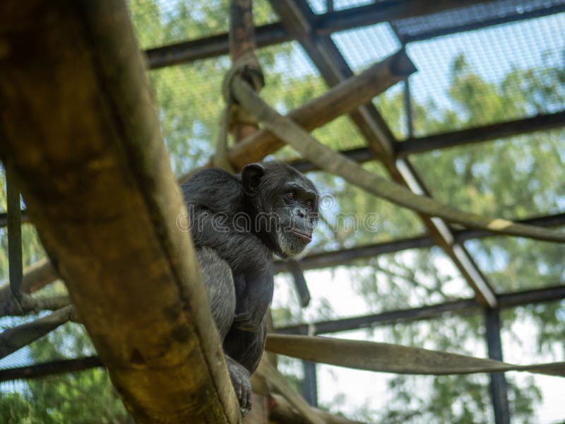 Cute Chimp Sitting on a Tree Trunk Stock Image - Image of tree, chimp ...