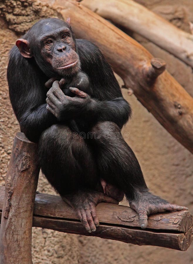Cute chimpanzee stock photo. Image of monkey, funny, sitting - 23547996