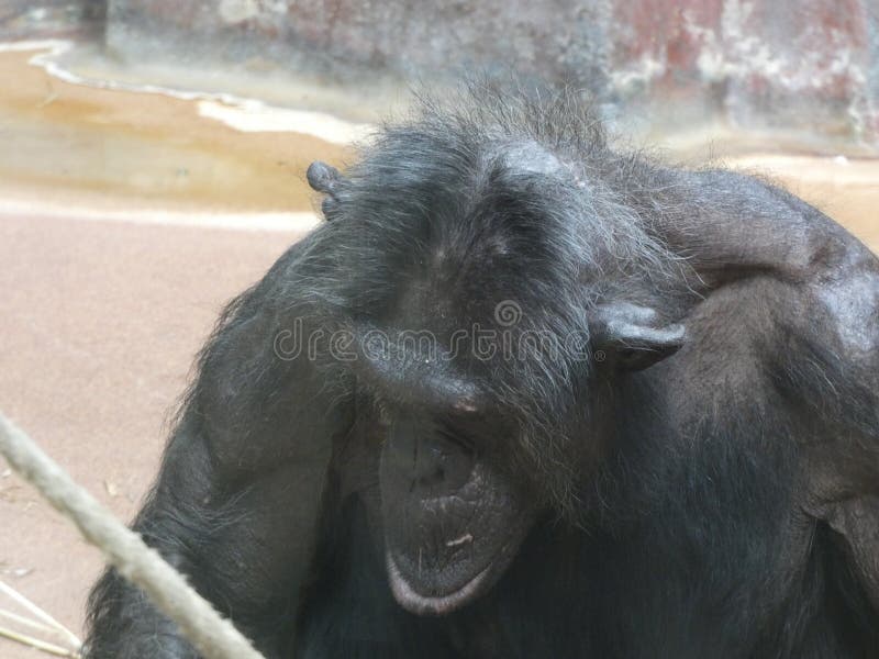 A Large Chimpanzee Looking Down Stock Photo - Image of head, cute ...