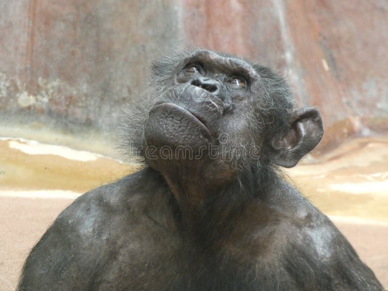 A chimpanzee looking up stock image. Image of profile - 296073587