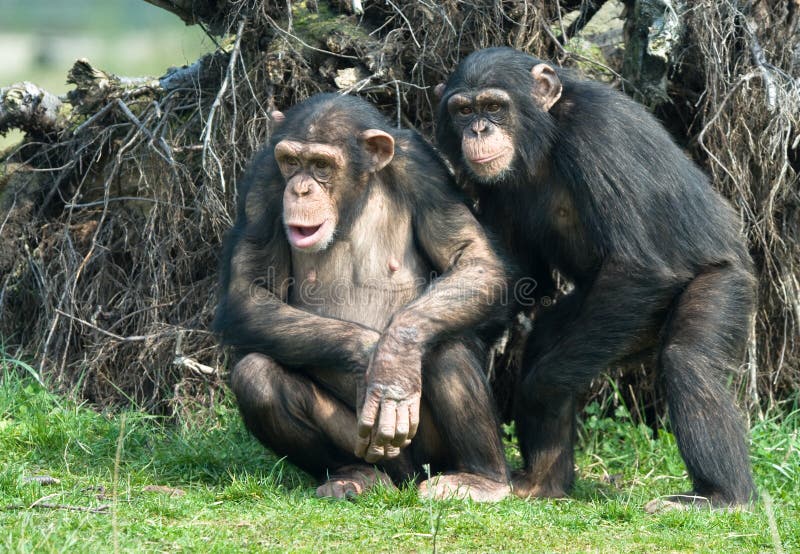Cute chimpanzee stock image. Image of adult, african, mammal - 4884179
