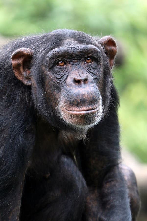 Chimpanzee Stock Images - Download 8,377 Royalty Free Photos