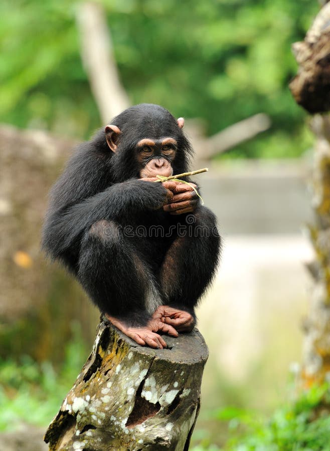 Cute chimpanzee stock photo. Image of monkey, eyes, animal - 36312918