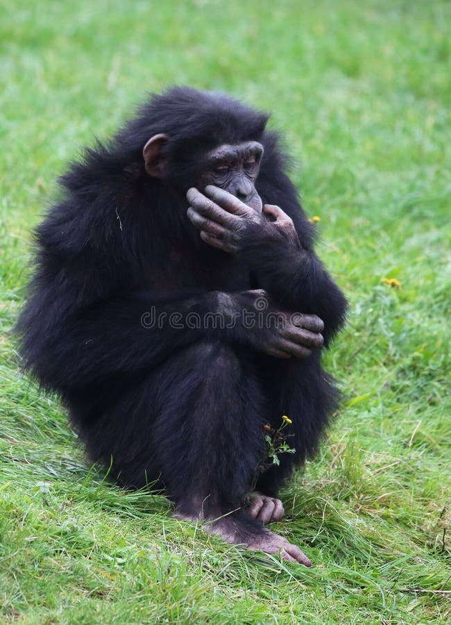 Chimpanzees Kiss Stock Photos - Free & Royalty-Free Stock Photos from ...