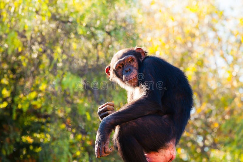 Cute Chimpanzee Sitting at a Tree Branch. Stock Photo - Image of mammal ...