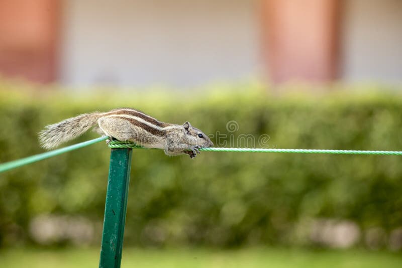Cute Chipmunk Close Up India Stock Photo - Image of horizontal, snow ...