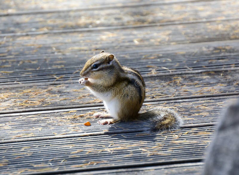Chipmunk stock image. Image of natural, chipmunk, animal - 257546241