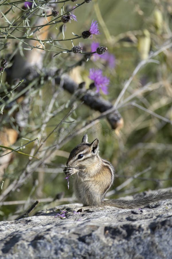 Cute Chipmunk stock image. Image of poconos, hole, wildlife - 35080507