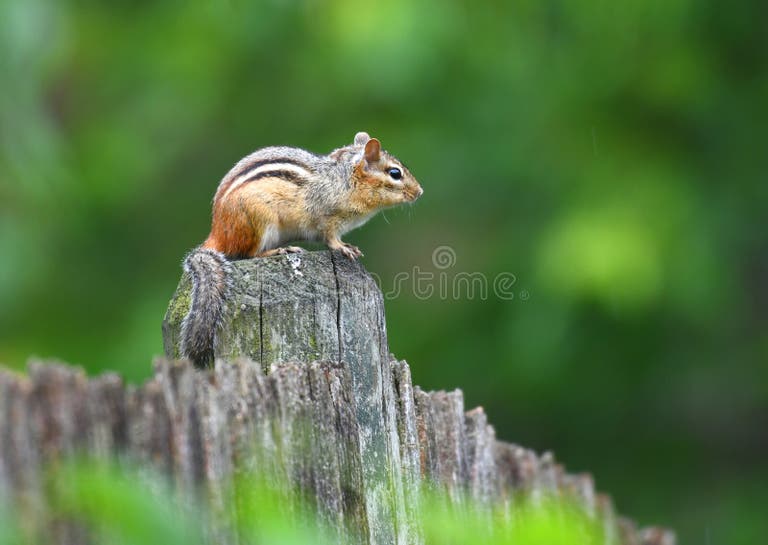 Cute chipmunk on the fence stock image. Image of cute - 188767779