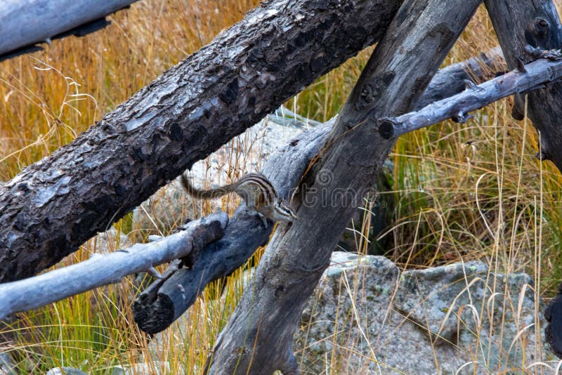 Cute Chipmunk Jumping on the Benches Stock Photo - Image of wildlife ...