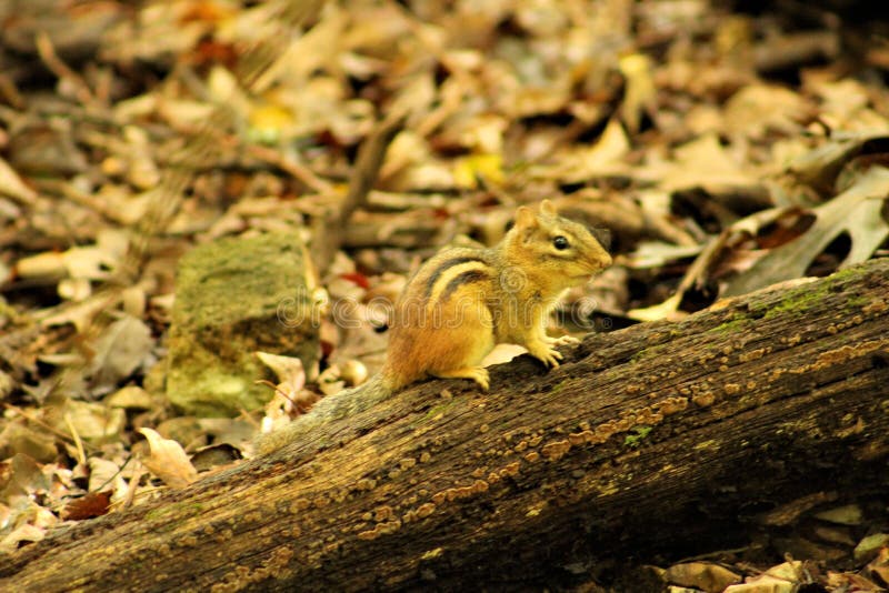 Cute Chipmunk on log stock photo. Image of chipmunk, searching - 98397648