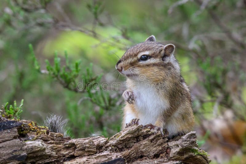 Cute Chipmunk Perched on a Fallen Tree Branch, Looking Outwards with ...