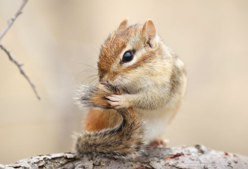 Chipmunk in Nature during Autumn Stock Image - Image of cute, chipmunk ...