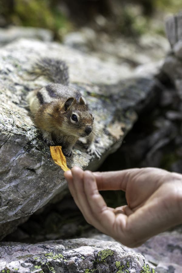 Hungry Chipmunk Reaching for Food Stock Image - Image of furry, human ...