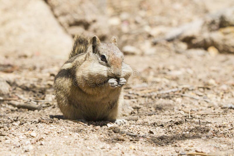 Cute Chipmunk Cheeks