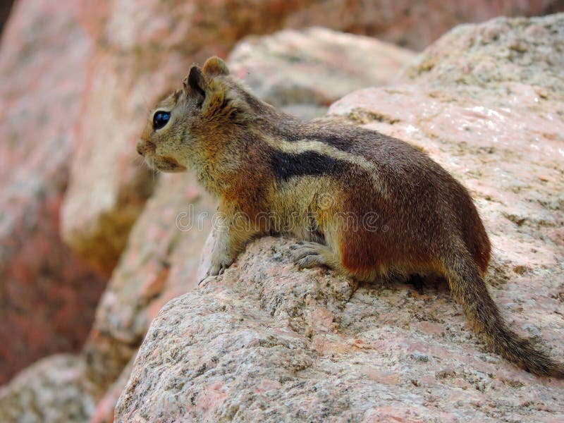 A Cute Chipmunk stock image. Image of dark, chipmunk - 47881709