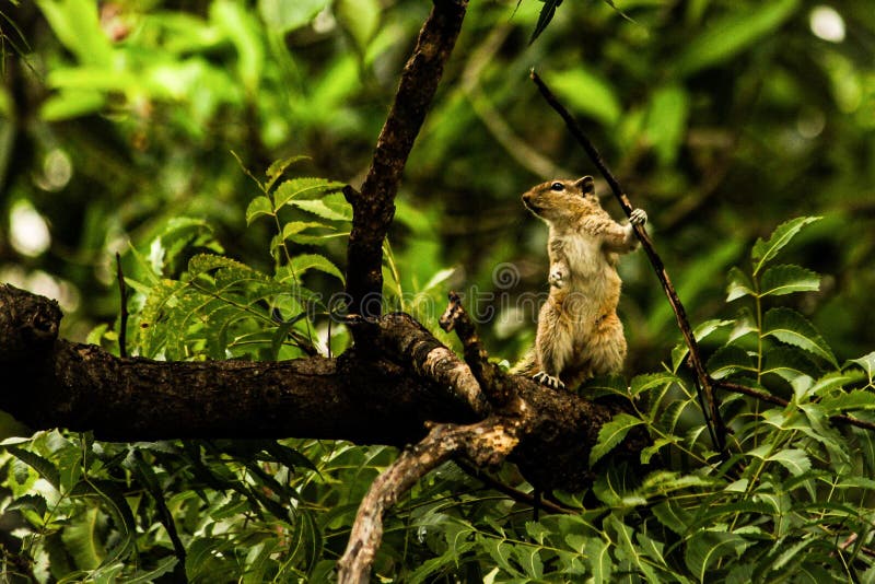 Cute Chipmunk Sitting on a Branch of a Tree in Forest Stock Photo ...