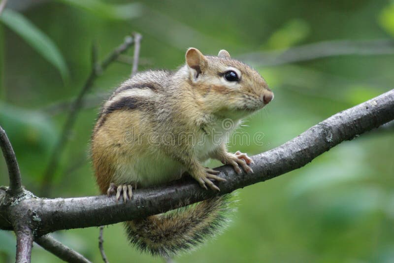 Cute chipmunk, tiny feet. stock photo. Image of branch - 43309516