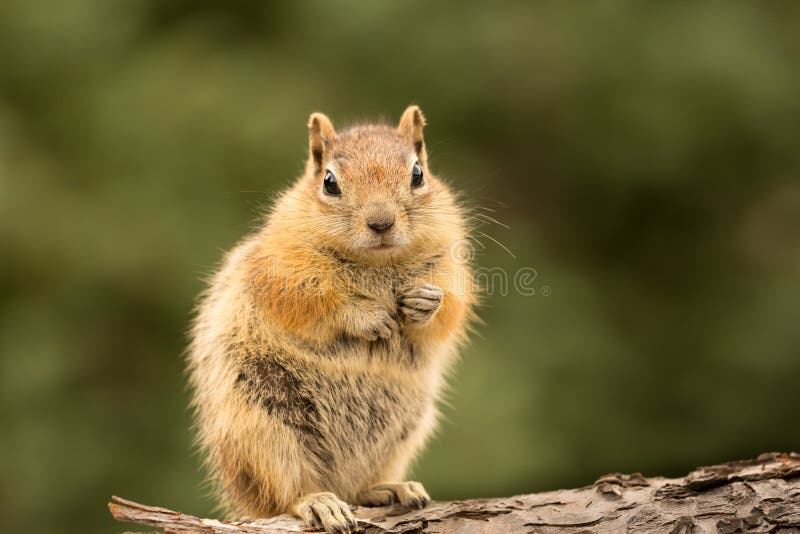 Cute Chipmunk Well Fed on Nuts and Seeds Stock Image - Image of ...
