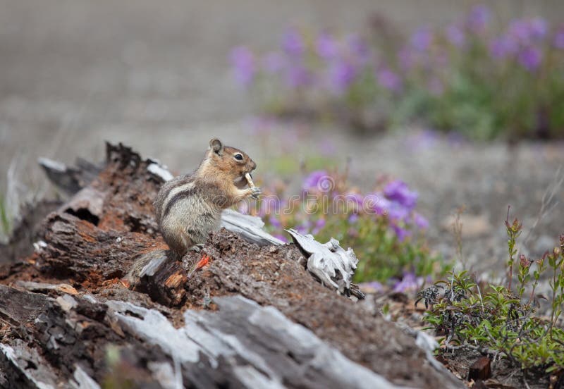 Cute chipmunk stock image. Image of mouse, animal, mountain - 184543035