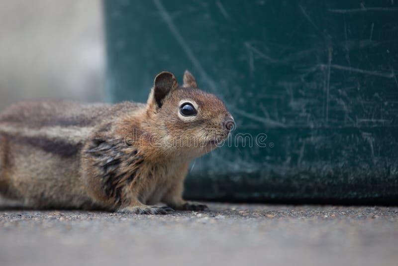 Cute chipmunk stock image. Image of meadow, wild, mountain - 184543079