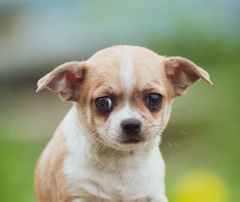 Chiwawa, puppy on grass. stock photo. Image of adorable - 27475922