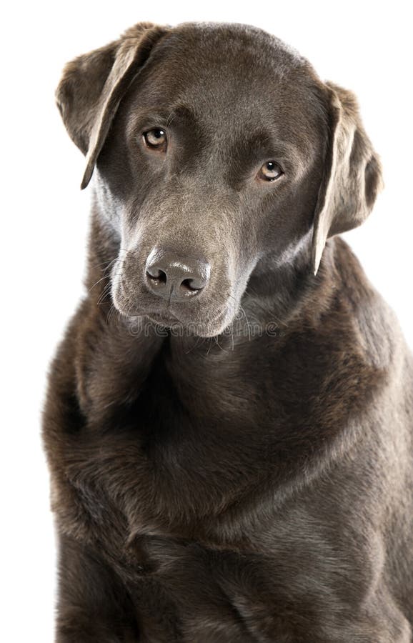 Cute Chocolate Labrador with Head Tilted Stock Photo - Image of ...
