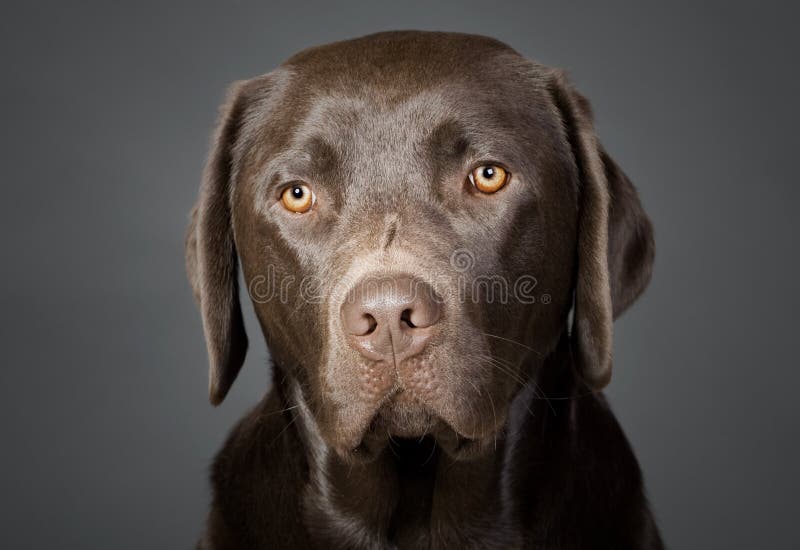Cute Chocolate Labrador with Head Tilted Stock Photo - Image of ...