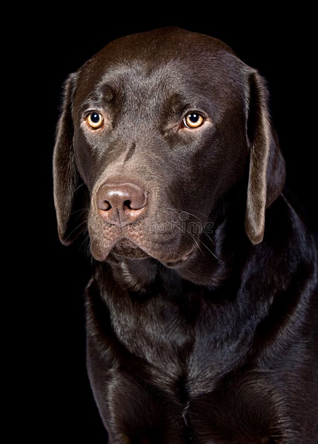 Cute Chocolate Labrador Retriever Stock Image - Image of brown ...