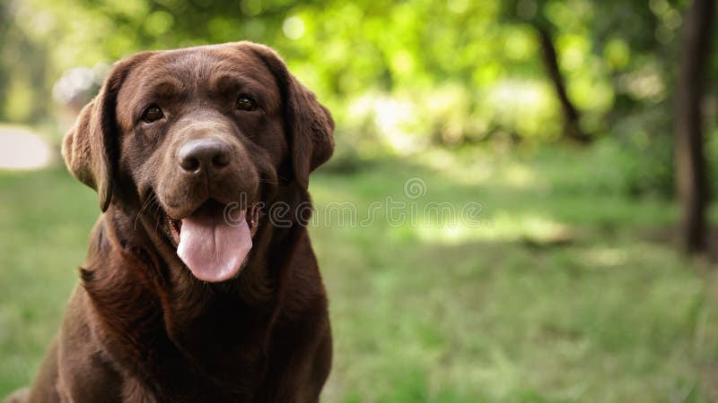 Cute Chocolate Labrador Retriever Dog in Park Stock Photo - Image of ...
