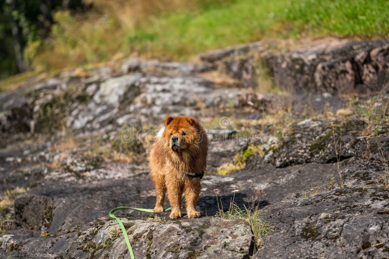 Cute Chow-chow Dog Standing on Rocks and Looking To the Side Stock ...