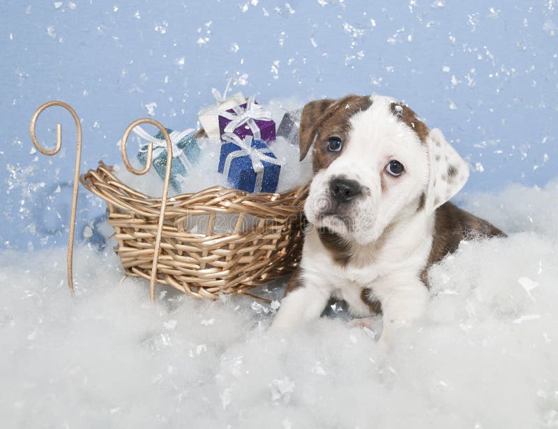 Cute Chrismas Bulldog, Cute Bulldog puppy sitting in snow with a sled ...