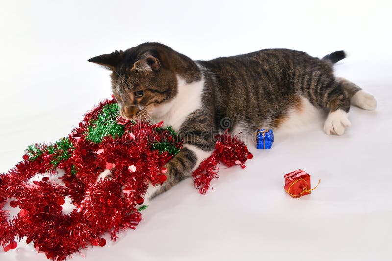 Free Animals (Pets) pictures, photos & images - Royalty-Free and Public ...