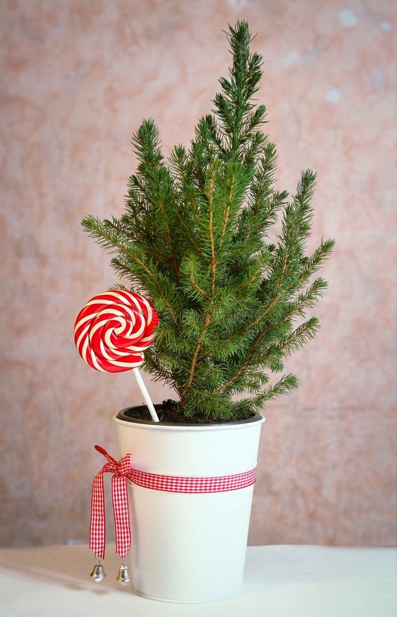 Pine Tree in Pot for Christmas Stock Photo - Image of bright ...