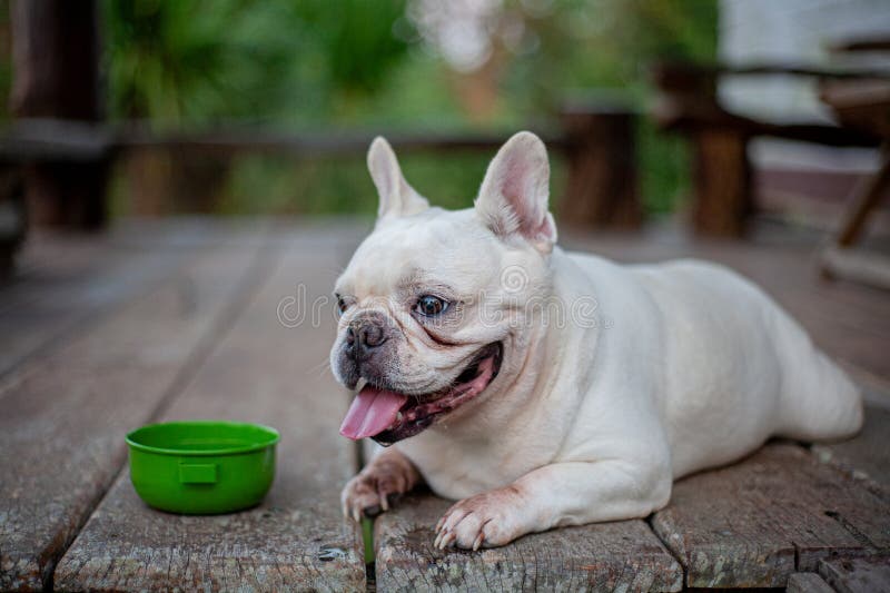 Cute Chubby French Bulldog Close-Up Stock Image - Image of chubby ...