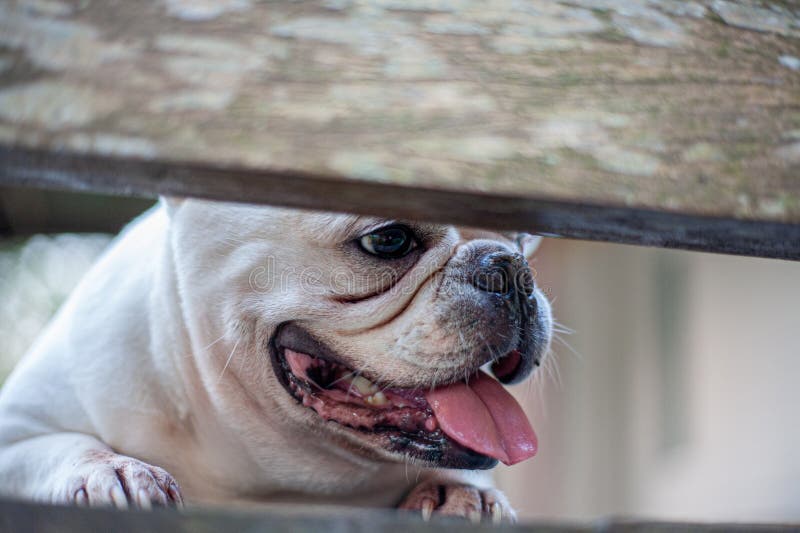 Cute Chubby French Bulldog Close-Up Stock Photo - Image of head, ears ...