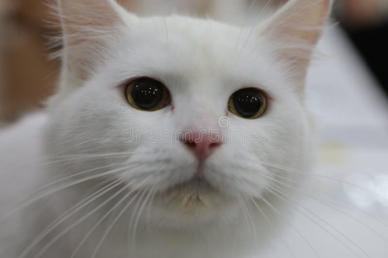 Cute chubby white cat stock image. Image of white, skin - 266173421